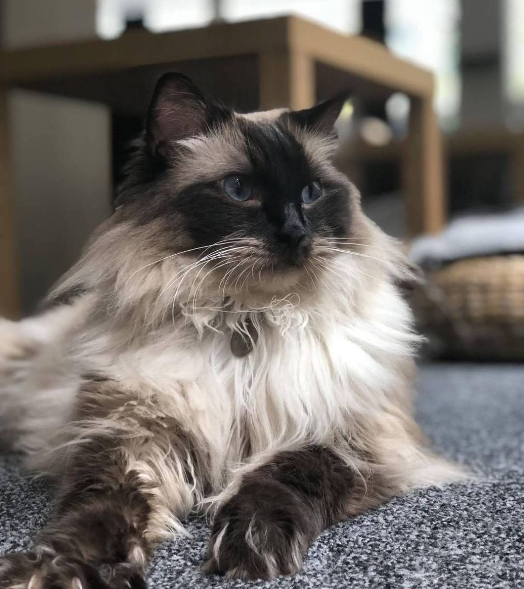 Cat Spotlight: Meet Harvey! – Cat Cafe Blog